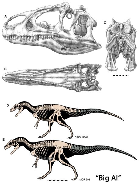 Allosaurus Size