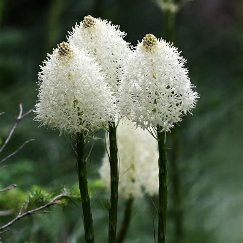 Bear Grass Flower