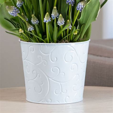 Spring Kiss Bulb Garden Jackson And Perkins