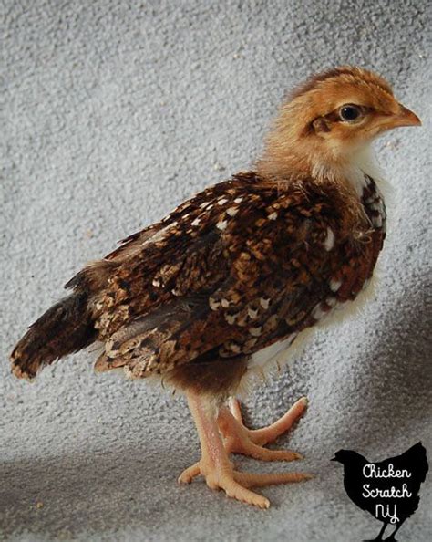 How To Identify Chick Breeds Artofit