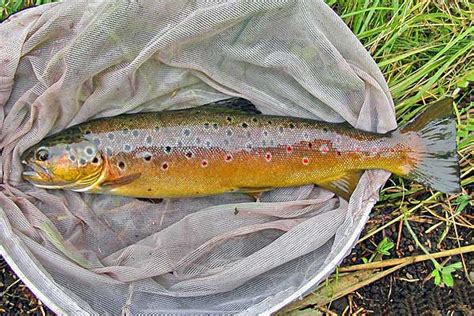 ブラウントラウト シートラウト専門 釣絶！魚ゲノム