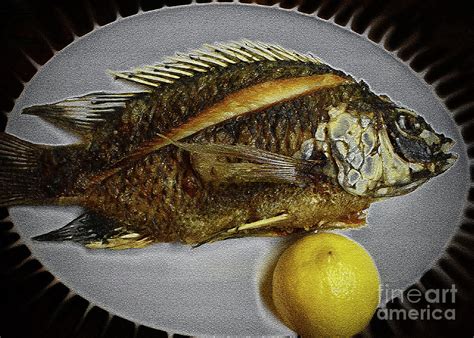 St Peters Fish Photograph By Lydia Holly Pixels