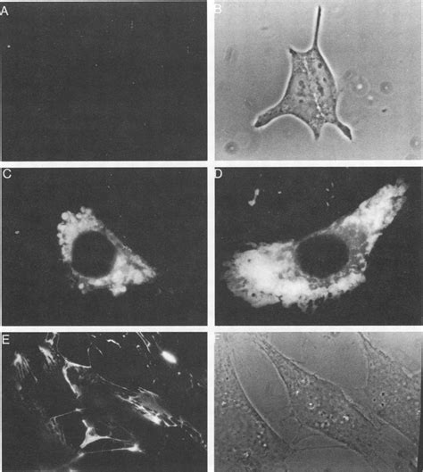 Fixative For Immunofluorescence At Raymond Shaver Blog