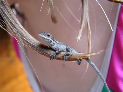 That Time A Lil Lizard Hung Out In My Daughters Wet Hair Rlilgrabbies