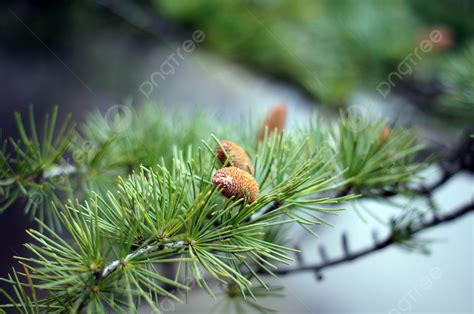 Larix Decidua Background Images Hd Pictures And Wallpaper For Free