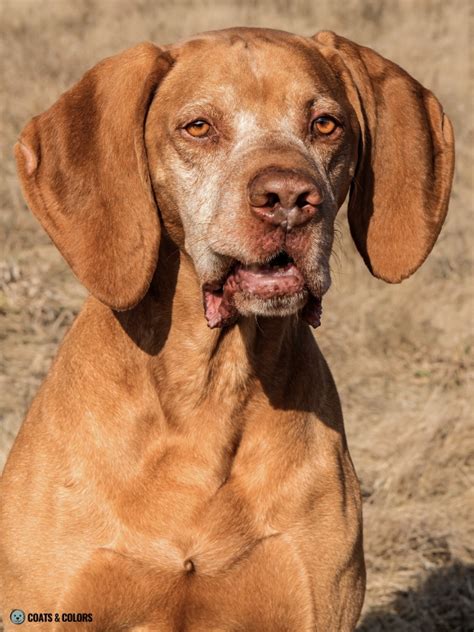 Vizsla Coat Colors Coats And Colors