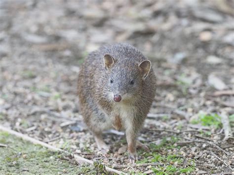 Saving A Species On The Brink Protecting The Southern Brown Bandicoot