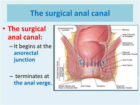 Surgical Anatomy Anal Canal Pptx
