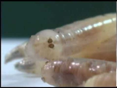 Maggot March House Fly Larvae Youtube