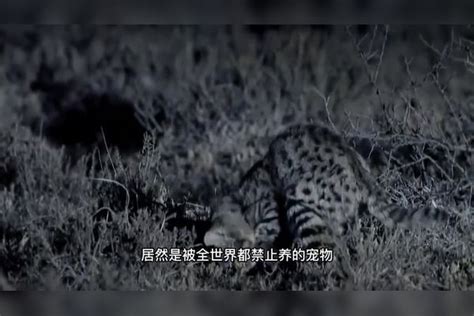 猫咪被 禁养”缘由竟因它是 杀手之王”缘由猫咪杀手