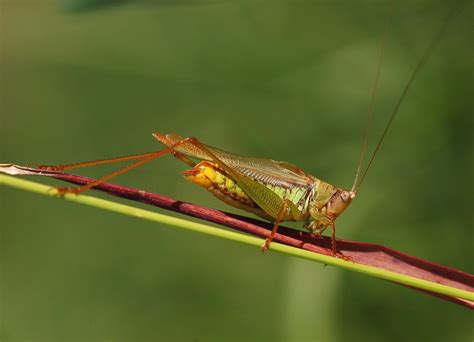 Tettigoniidae Katydids