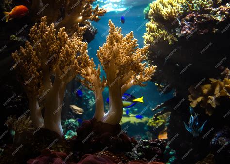 Corales Y Peces En Acuario De Agua Salada Observación Del Mundo