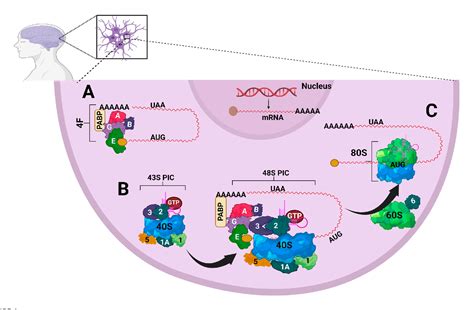 Figure 1 From The Dark Side Of Mrna Translation And The Translation Machinery In Glioblastoma