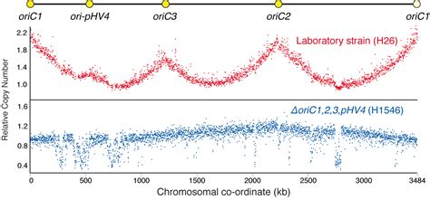 Publications Dna Replication Group
