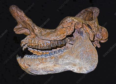 Uintatherium Anceps Skull Stock Image C044 7964 Science Photo Library