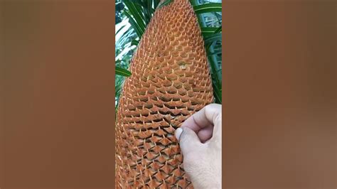 Cycas Male Plant Ne Microsporophyll Microsporangia And Microspores