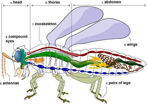 Educator Guide Design A Robotic Insect Nasa Jpl Edu