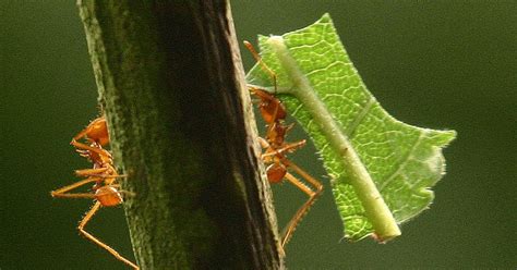 Wordtryst Bachac Attack