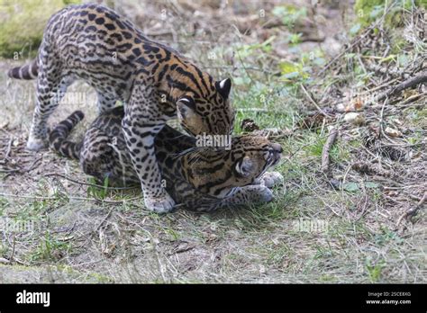 Ocelot Couple Leopardus Pardalis Mating On A Dry Meadow With Some