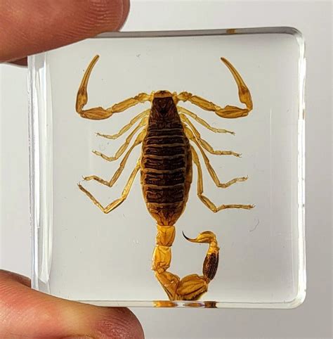 Real Golden Scorpion In Clear Lucite Resin Small 38mm Preserved