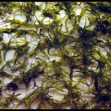 Morphological Feature Of Enteromorpha Intestinalis Salient