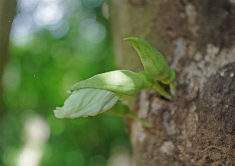 Parmentiera Aculeata Bignoniaceae
