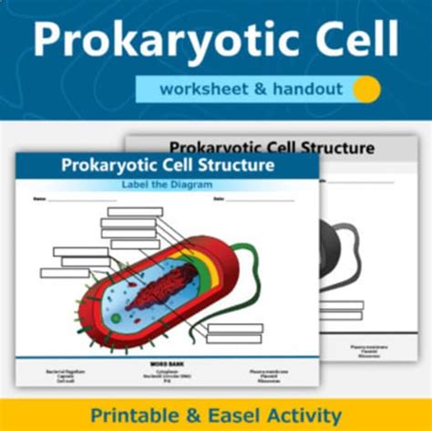 Cell Structures And Organelles Biology Diagram Bundle By Learning Pyramid
