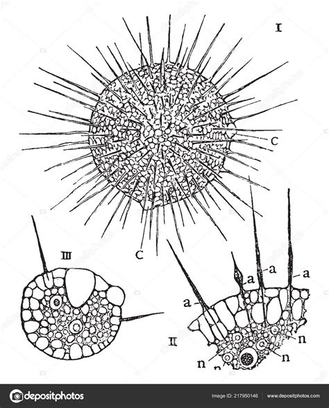 Actinosphrium Portion Periphery More Magnified Four Still Pseudopodia