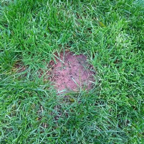 Lawn Patch Repair A Picture Guide The Lawn Man