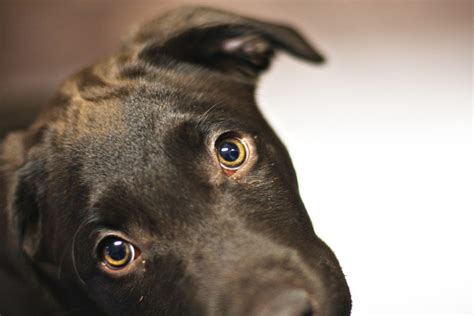 9 Dog Breeds With Hazel Eyes Types Of Dog Eye Colors And Rarity Ajpii