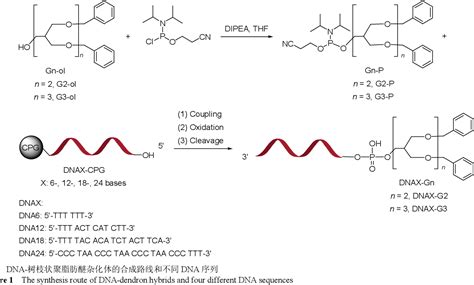 Figure 1 From Synthesis And Self Assembly Of Dna Aliphatic Polyether