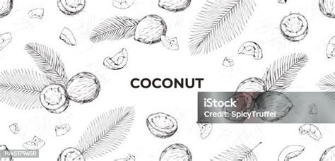 코코넛 패턴 코코 손으로 그린 스케치 예술 꽃 그림 선 견과류 열대 야자 잎 프레임 이국적인 견과류 가로 배너 템플릿입니다 벡터 그림 고립 된 배경 야자 나무 코코 야자에