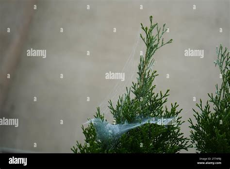 Cedar Atlantic White Cedar Atlantic White Cypress Southern White