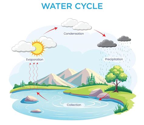 Water Cycle Vector Art Icons And Graphics For Free Download