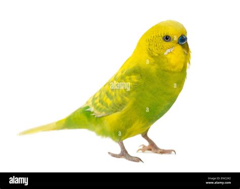 Budgerigar Melopsittacus Undulatus In Front Of A White Background