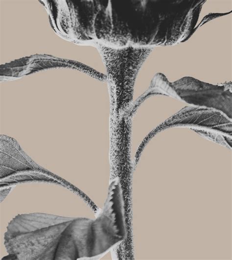 Estradiol Patch Extended Release Generic Vivelle Dot® The Hrt Club