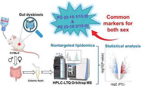 Sex Specific Effect Of Ethanol On Colon Content Lipidome In A Mice Model Using Nontargeted Lc Ms