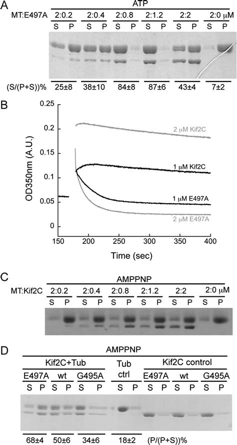 New Insights Into The Coupling Between Microtubule Depolymerization And