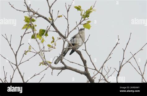 Mockingbird Mocking Bird Stock Videos And Footage Hd And 4k Video Clips