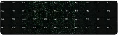 Application Of High Connotation Imaging Technology In Monoclonal Antibody Binding Detection