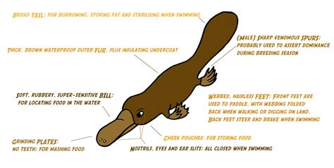 Platypus Australia