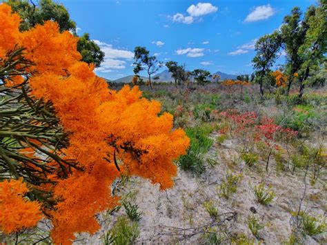 Australias Native Christmas Tree Is A T That Keeps On Giving