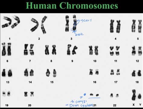Ch 7 Genetics Flashcards Quizlet