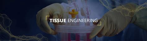 Why Do We Need Tissue Engineering At Joyce Stovall Blog
