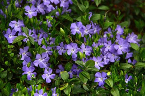 Common Periwinkle Or Vinca Minor Flowers In A Garden Stock Image
