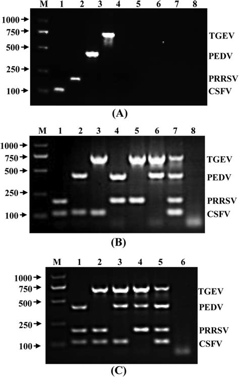 A Multiplex Rt Pcr Assay For Rapid And Simultaneous Detection Of Four Rna Viruses In Swine