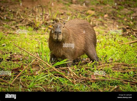 Capybara In The Nature Habitat Of Northern Pantanal Biggest Rondent Wild America South