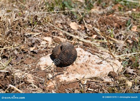 Beautiful Black Truffle Freshly Found In A Limestone Soil Suitable For