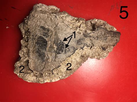 Palmoxylon Plants The Fossil Forum