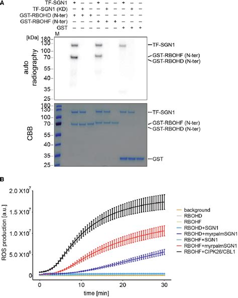 Sgn1 Directly Activates Nadph Oxidases In A Cellular Context A C 32